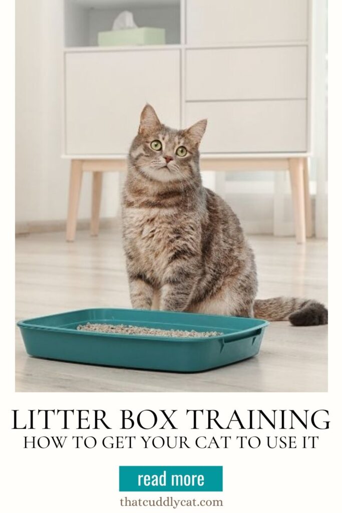 Litter Box Training: How to Get Your Kitten to Use One - That Cuddly Cat