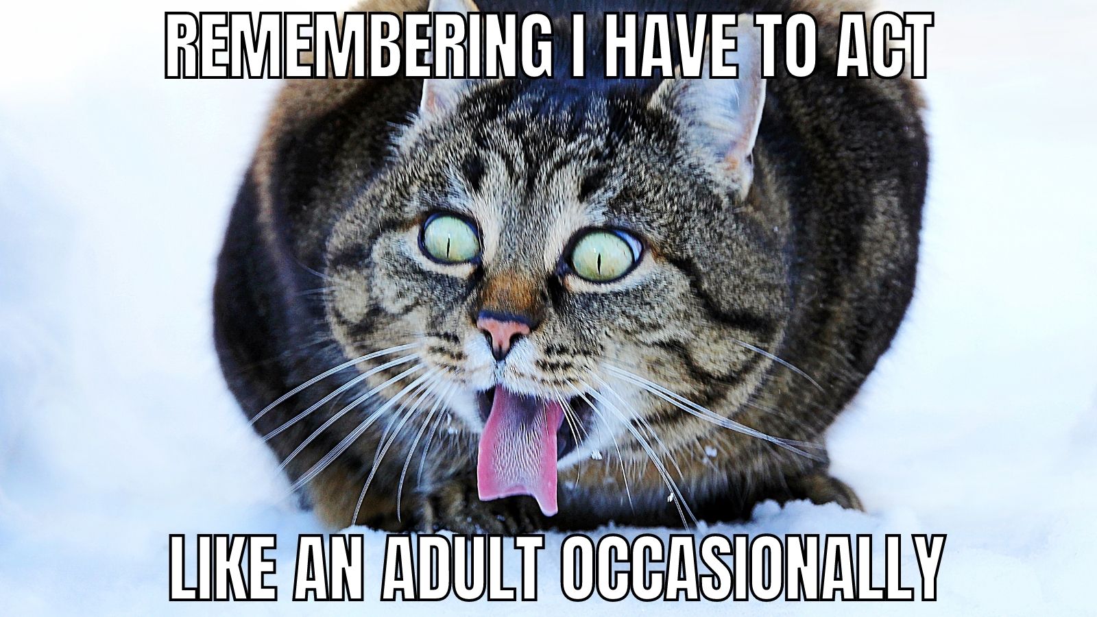 25 Funny Cat Memes to Brighten Your Day - That Cuddly Cat