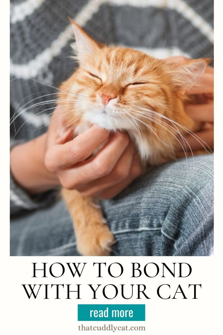 How to Bond with Your Cat - That Cuddly Cat