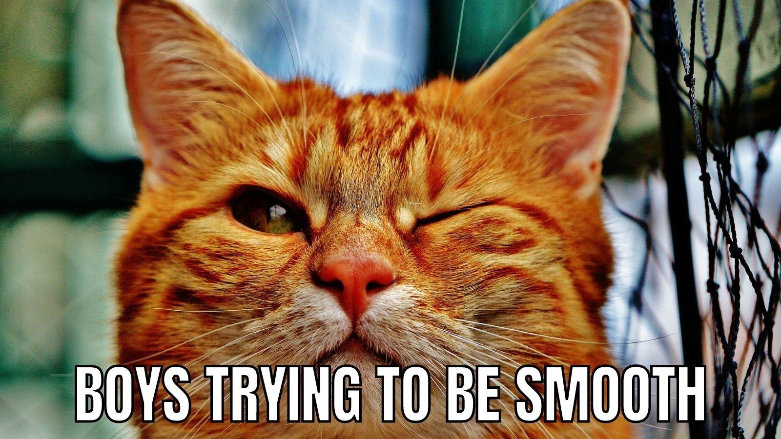 25 Funny Cat Memes to Brighten Your Day - That Cuddly Cat
