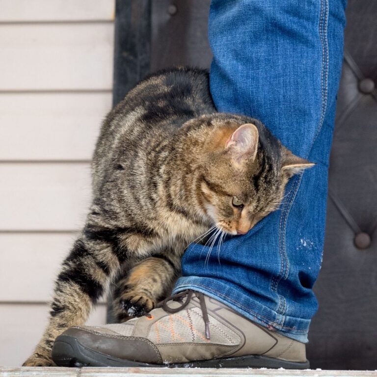 25 Typical Cat Behaviors Explained - That Cuddly Cat