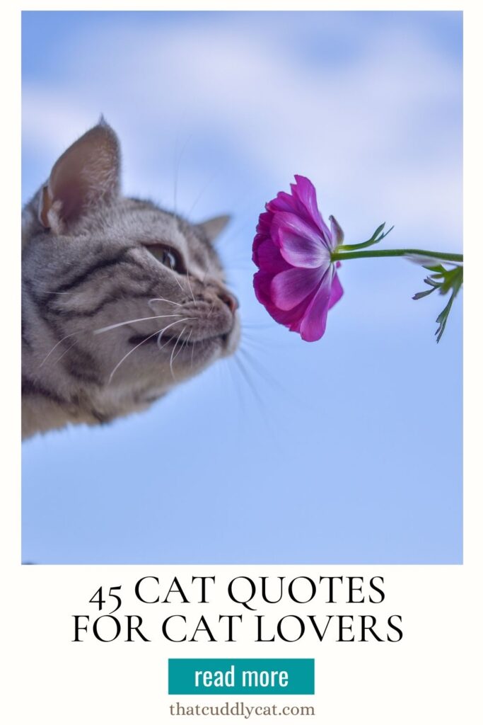 45 Funny Cat Quotes Every Cat Lover Can Relate To - That Cuddly Cat