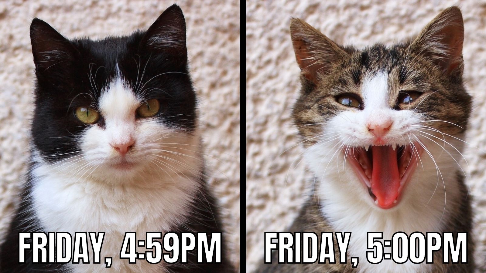 25 Funny Cat Memes to Brighten Your Day - That Cuddly Cat