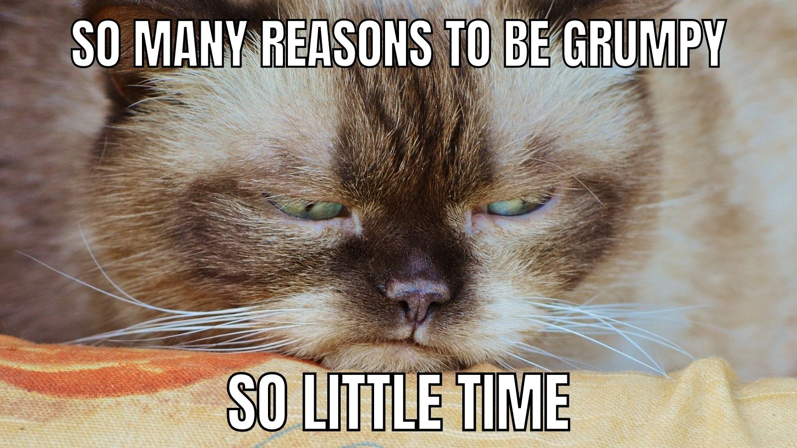25 Funny Cat Memes to Brighten Your Day - That Cuddly Cat