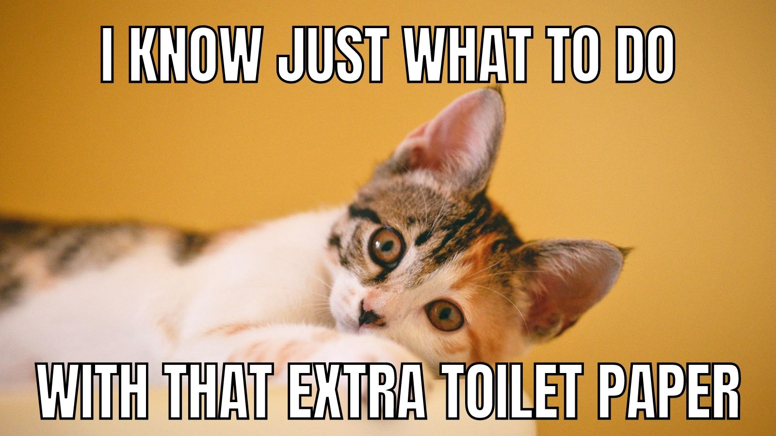 25 Funny Cat Memes to Brighten Your Day - That Cuddly Cat