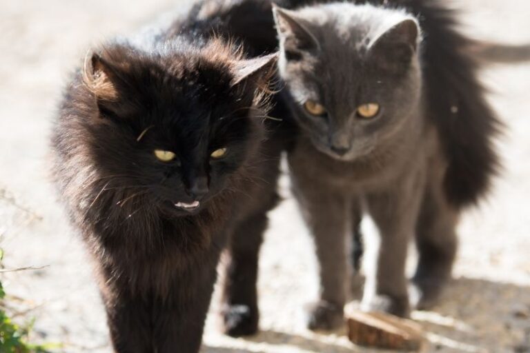 Multiple Cat Households: How to Manage 2+ Cats - That Cuddly Cat