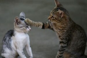 Multiple Cat Households: How to Manage 2+ Cats - That Cuddly Cat