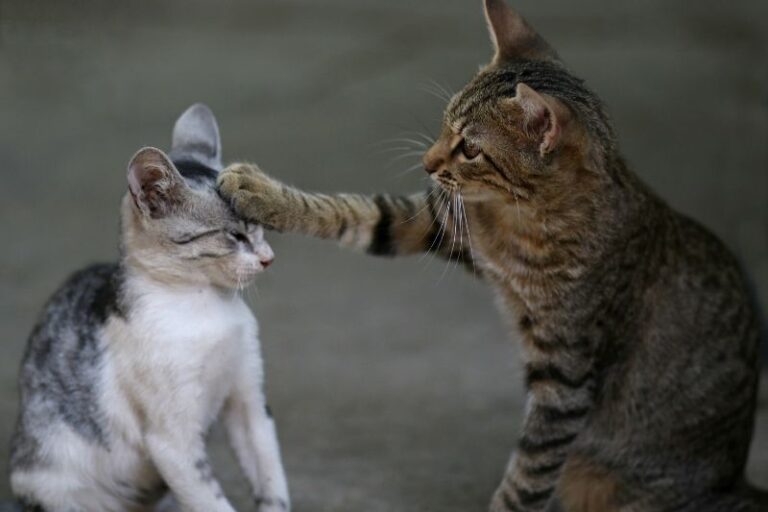 Multiple Cat Households: How to Manage 2+ Cats - That Cuddly Cat