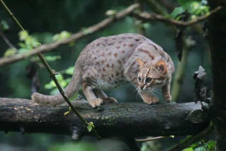 Small Cat Breeds: 5 Mini Cats That Will Steal Your Heart - That Cuddly Cat