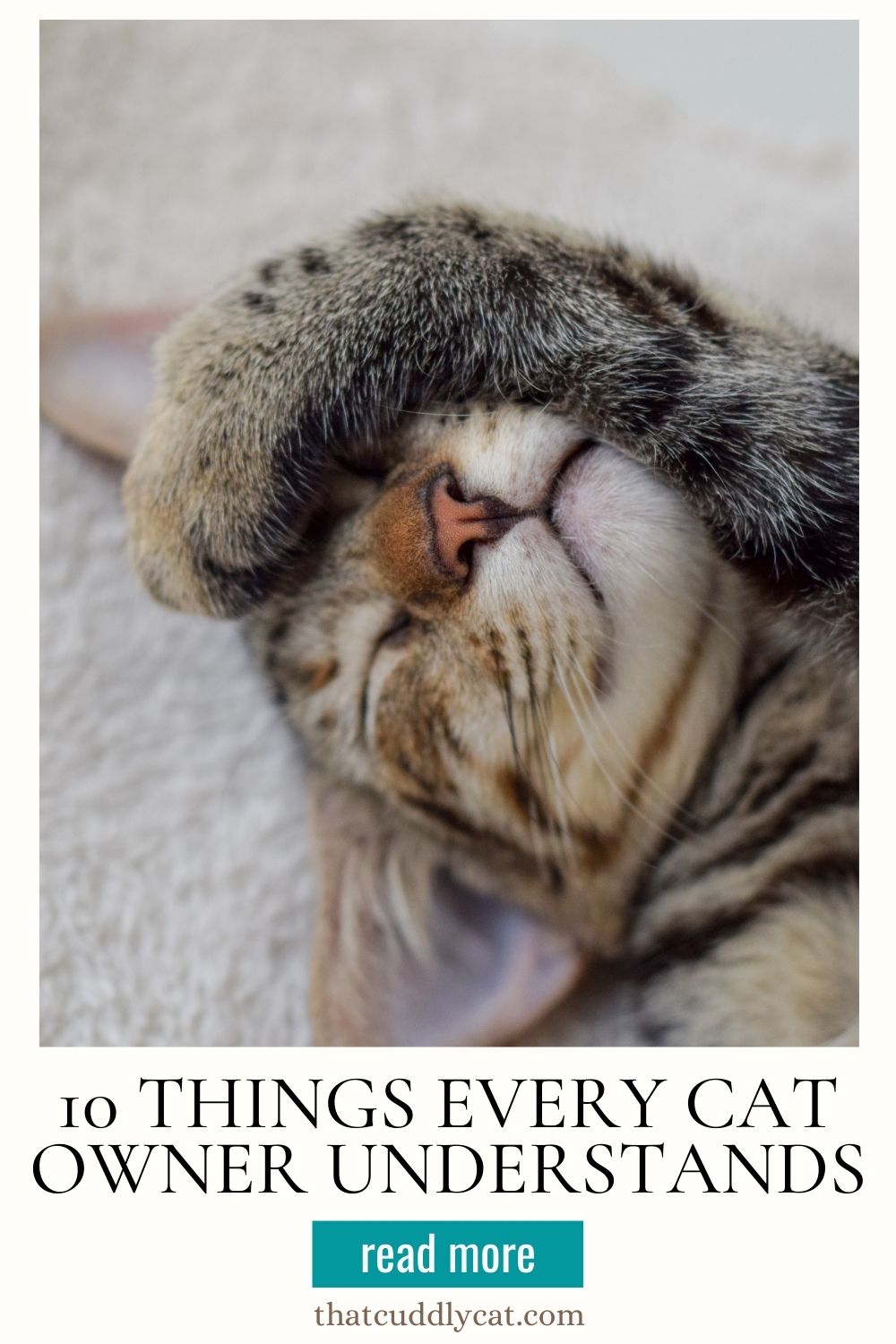 10 Absurd Things Cat Owners Know About Their Cat - That Cuddly Cat