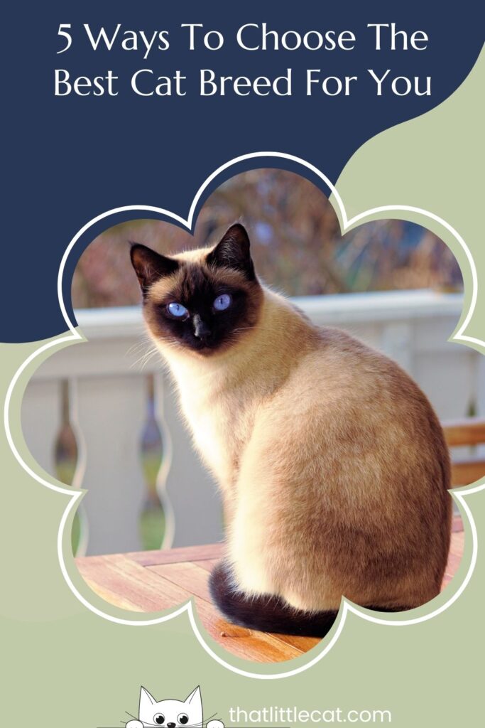 5 Ways To Choose The Best Cat Breed For You - That Cuddly Cat