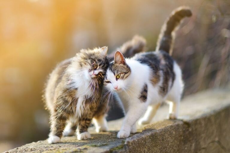Multiple Cat Households: How to Manage 2+ Cats - That Cuddly Cat