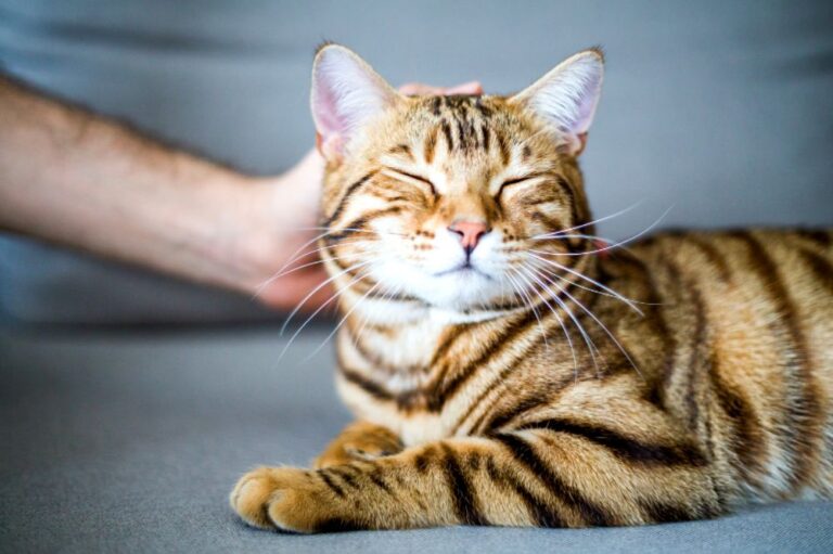 9+ Bengal Cat Colors and Patterns - That Cuddly Cat