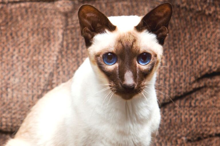 10 Types of Siamese Cat Breeds - That Cuddly Cat