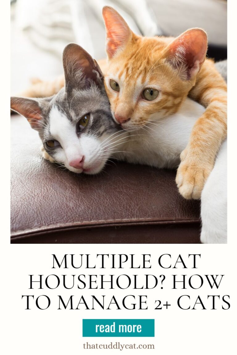 Multiple Cat Households: How to Manage 2+ Cats - That Cuddly Cat