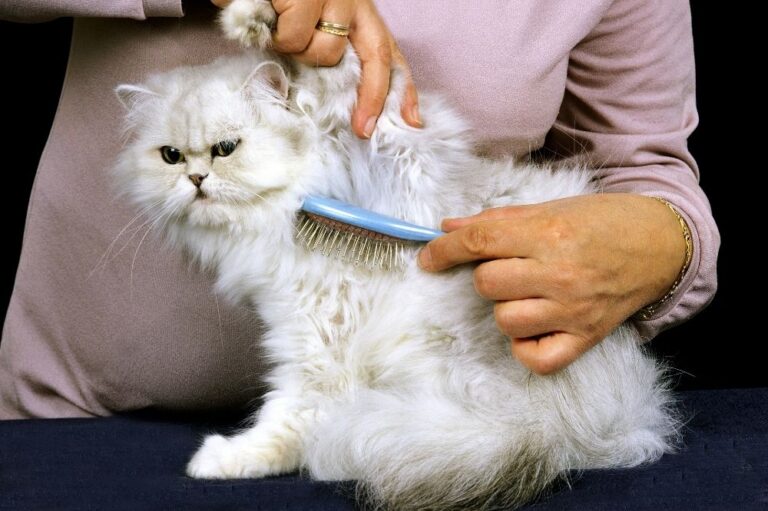 How To Get Rid Of Matted Cat Fur - That Cuddly Cat