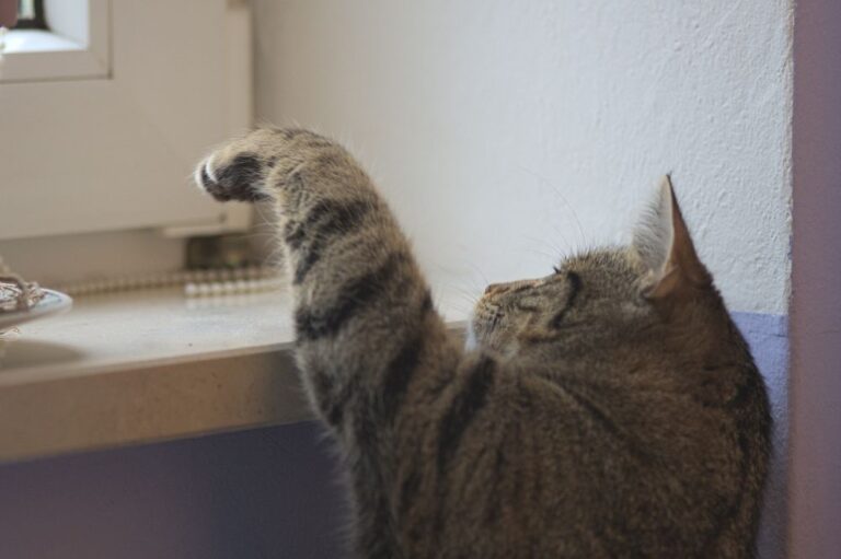 Why Does My Cat Reach His Paw Out To Me? - That Cuddly Cat