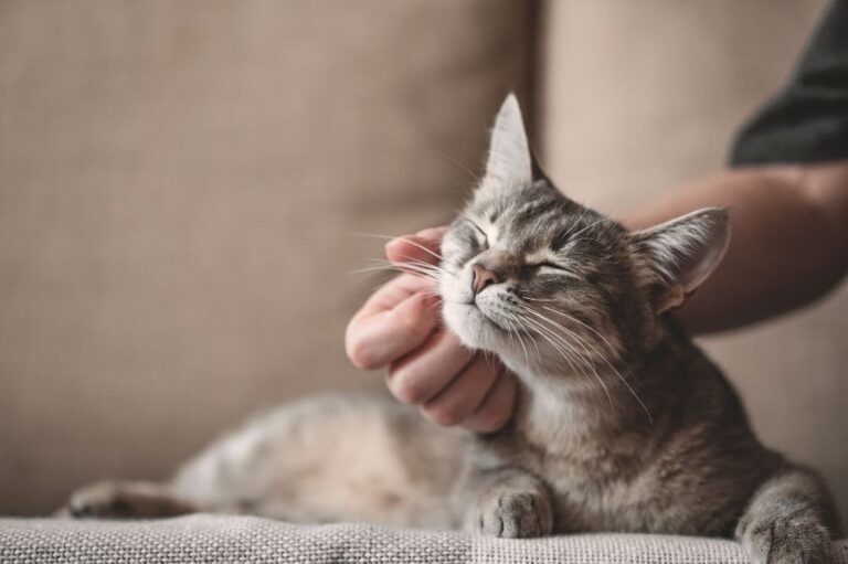 Why Does My Cat Reach His Paw Out To Me? - That Cuddly Cat