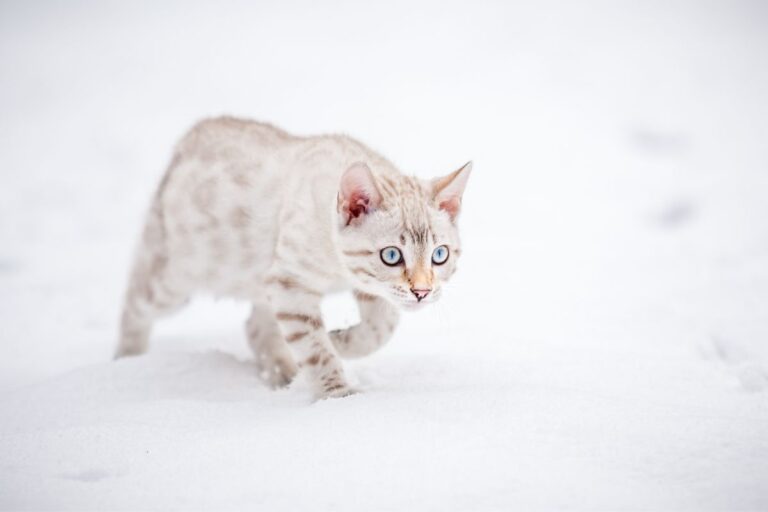 9+ Bengal Cat Colors and Patterns - That Cuddly Cat