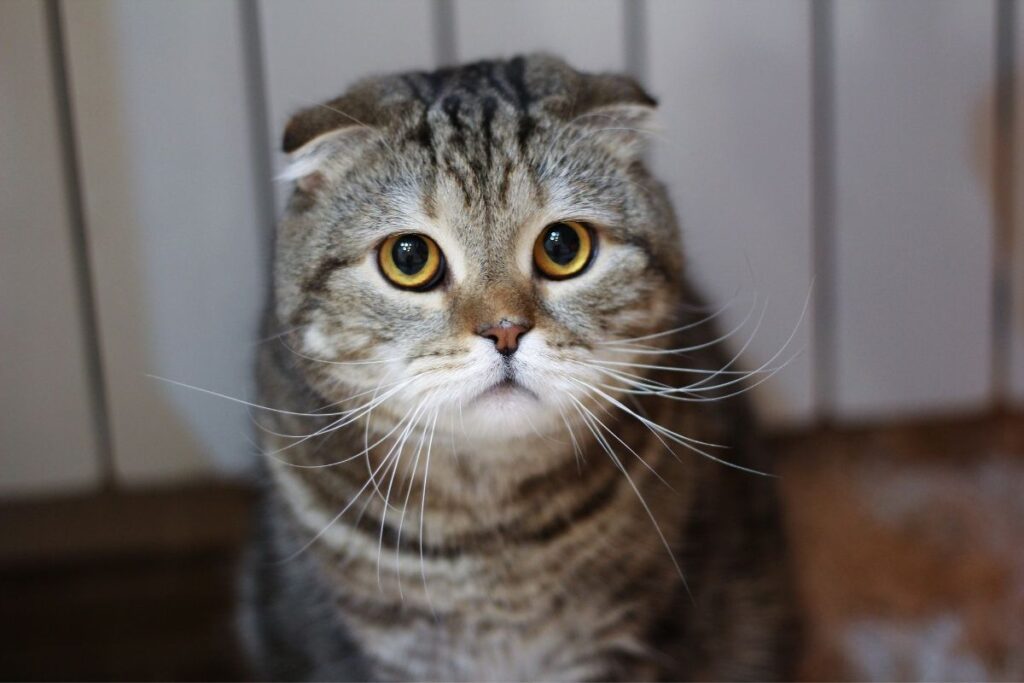 9 Big Eyed Cat Breeds You'll Love - That Cuddly Cat