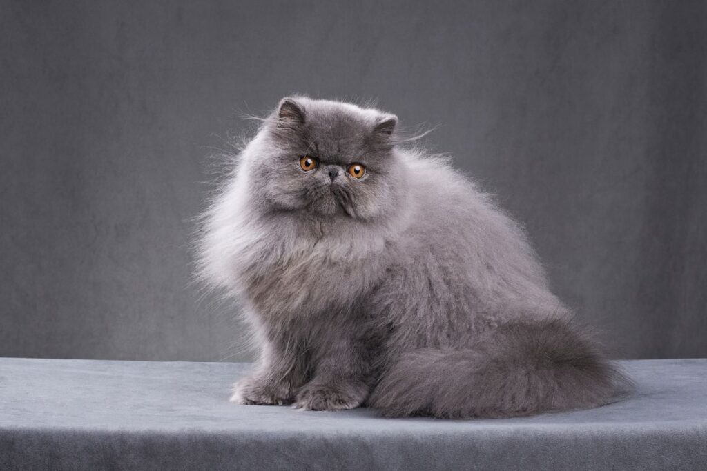 9 Big Eyed Cat Breeds You'll Love - That Cuddly Cat