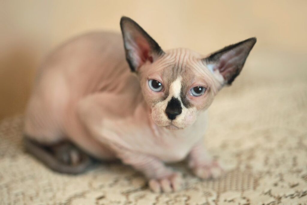 9 Big Eyed Cat Breeds You'll Love - That Cuddly Cat