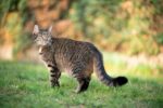 Can Cats Control Their Tails? - That Cuddly Cat