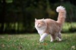 25 Typical Cat Behaviors Explained - That Cuddly Cat