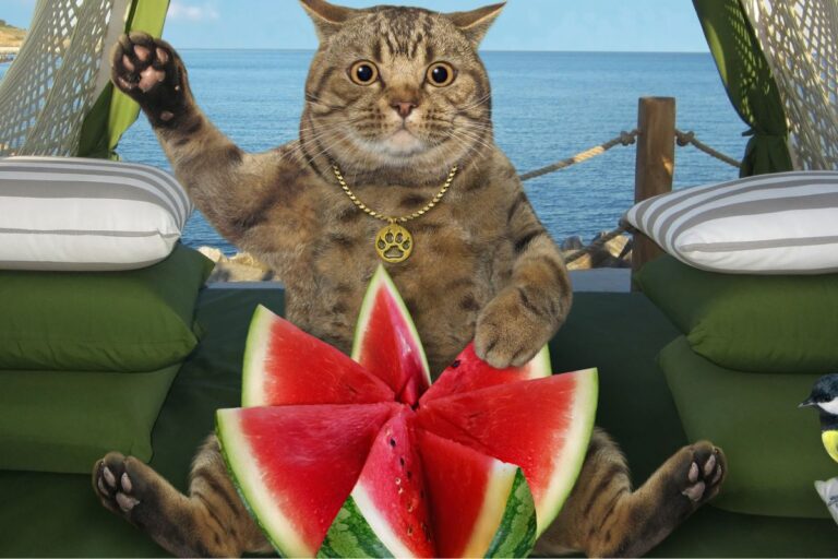Can Cats Eat Watermelon? - That Cuddly Cat
