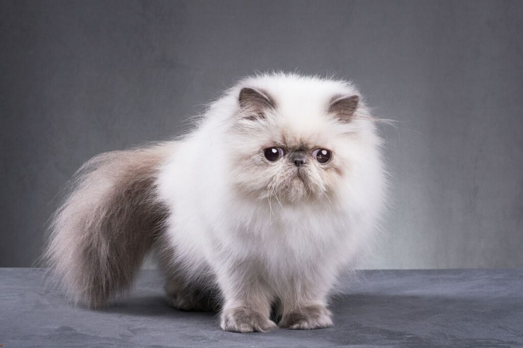 7 Flat-Faced Cat Breeds to Love - That Cuddly Cat