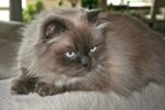 7 Flat-Faced Cat Breeds to Love - That Cuddly Cat