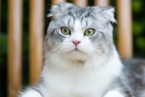 7 Flat-Faced Cat Breeds to Love - That Cuddly Cat