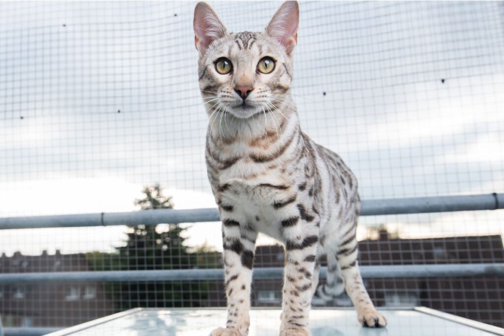 Silver Bengal Cat: Everything You Need to Know - That Cuddly Cat