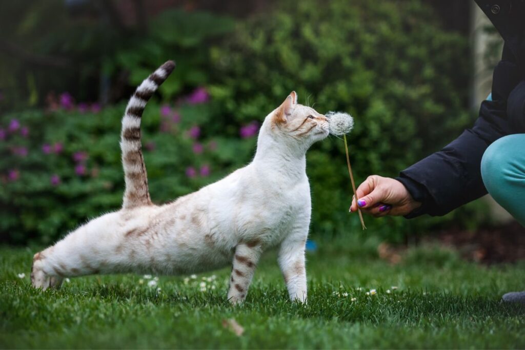 Snow Bengal Cat: Everything You Need to Know - That Cuddly Cat