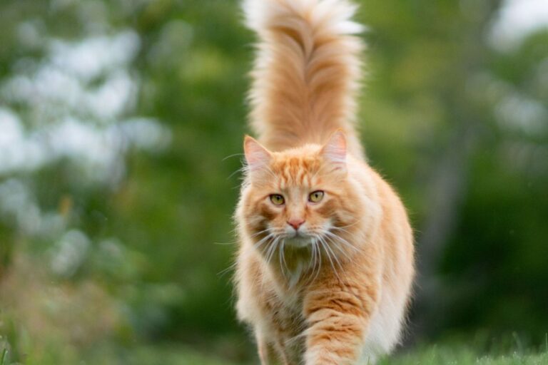25 Typical Cat Behaviors Explained - That Cuddly Cat
