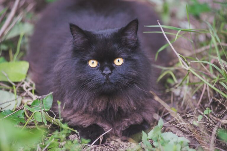 Black Maine Coon Cat: Everything You Need to Know - That Cuddly Cat
