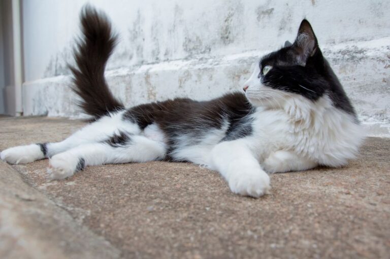 Can Cats Control Their Tails? - That Cuddly Cat