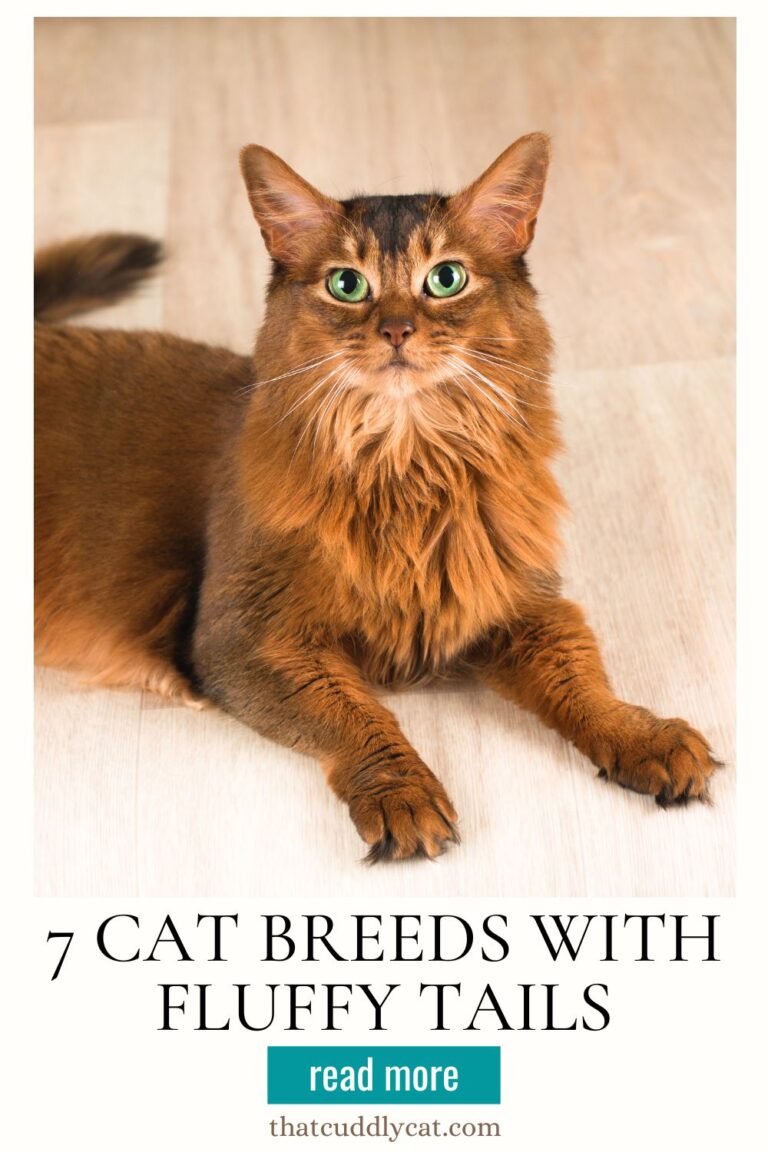 7 Cat Breeds With Fluffy Tails - That Cuddly Cat