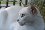 About the Red Point Siamese Cat - That Cuddly Cat