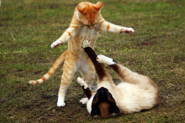 Why Do Cats Have Tails? - That Cuddly Cat