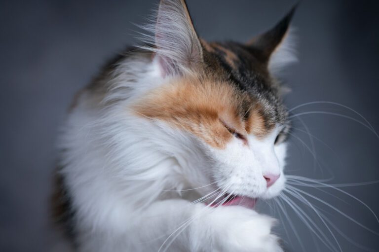 Calico Maine Coon: Everything You Need to Know - That Cuddly Cat