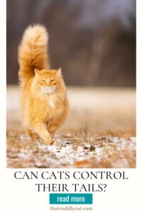 Can Cats Control Their Tails? - That Cuddly Cat