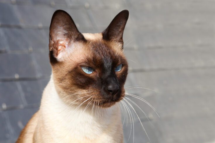 Chocolate Point Siamese: Everything You Need to Know - That Cuddly Cat