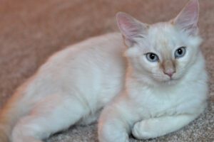 About the Red Point Siamese Cat - That Cuddly Cat