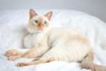 About the Red Point Siamese Cat - That Cuddly Cat