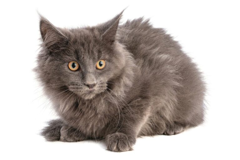 About the Gray Maine Coon Cat - That Cuddly Cat