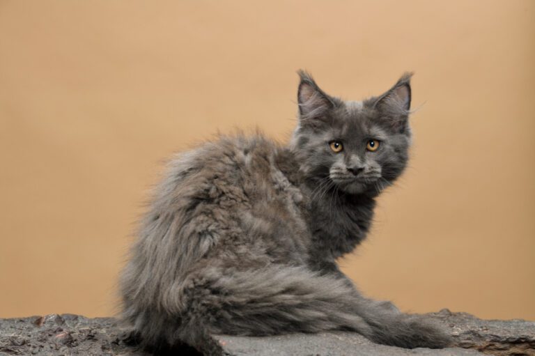 About the Gray Maine Coon Cat - That Cuddly Cat
