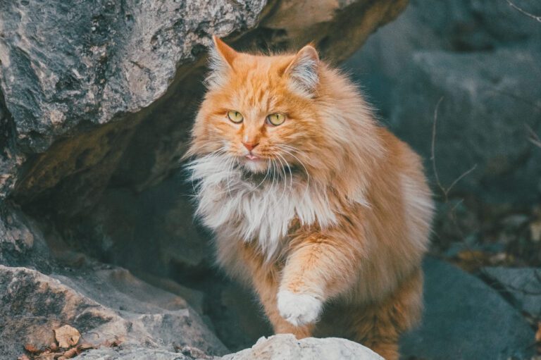 About the Maine Coon Tabby Mix (Orange) - That Cuddly Cat