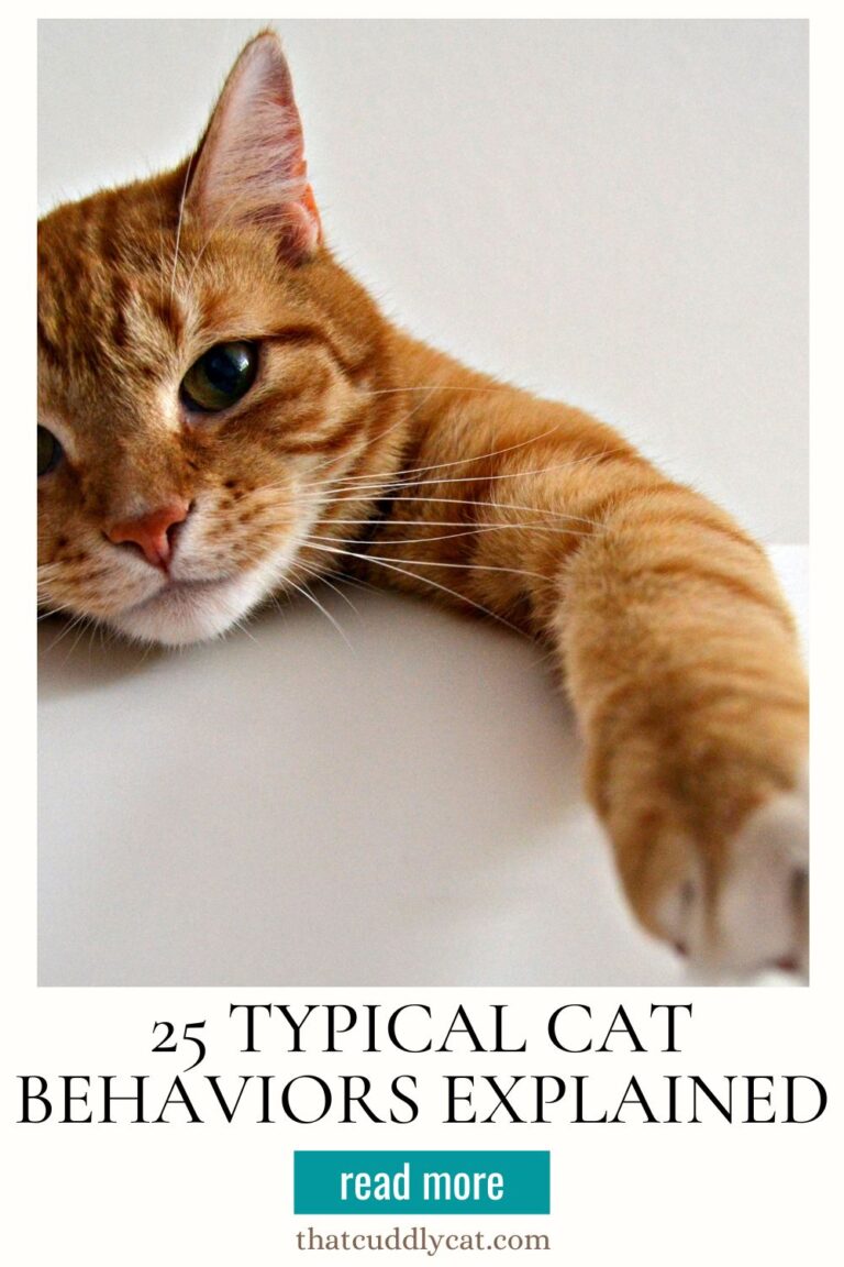 25 Typical Cat Behaviors Explained - That Cuddly Cat