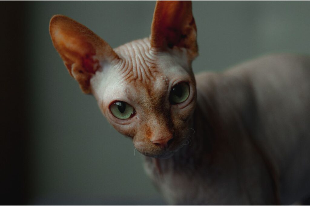 7 Things You Didn’t Know About The Sphynx Cat - That Cuddly Cat